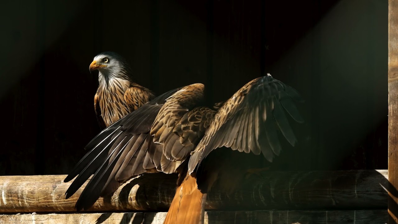 egeal birds wild - YouTube