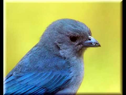 Pájaro Chogüi - YouTube