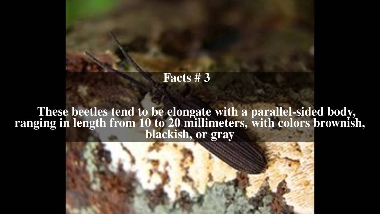 Cupedidae Top # 5 Facts - YouTube