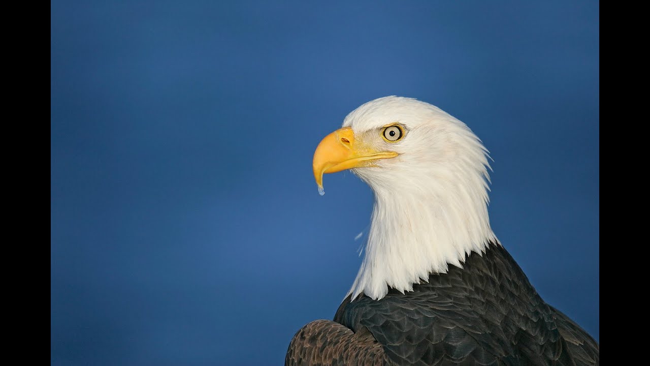 Homer Bald Eagle Lessons - YouTube