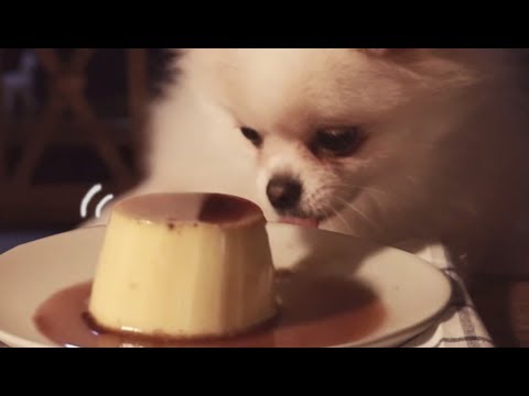 How to make 🍮Custard pudding🍮for dogs | 강아지를 위한 부들부들 커스터드 푸딩 짱구 푸딩 만들기 ...