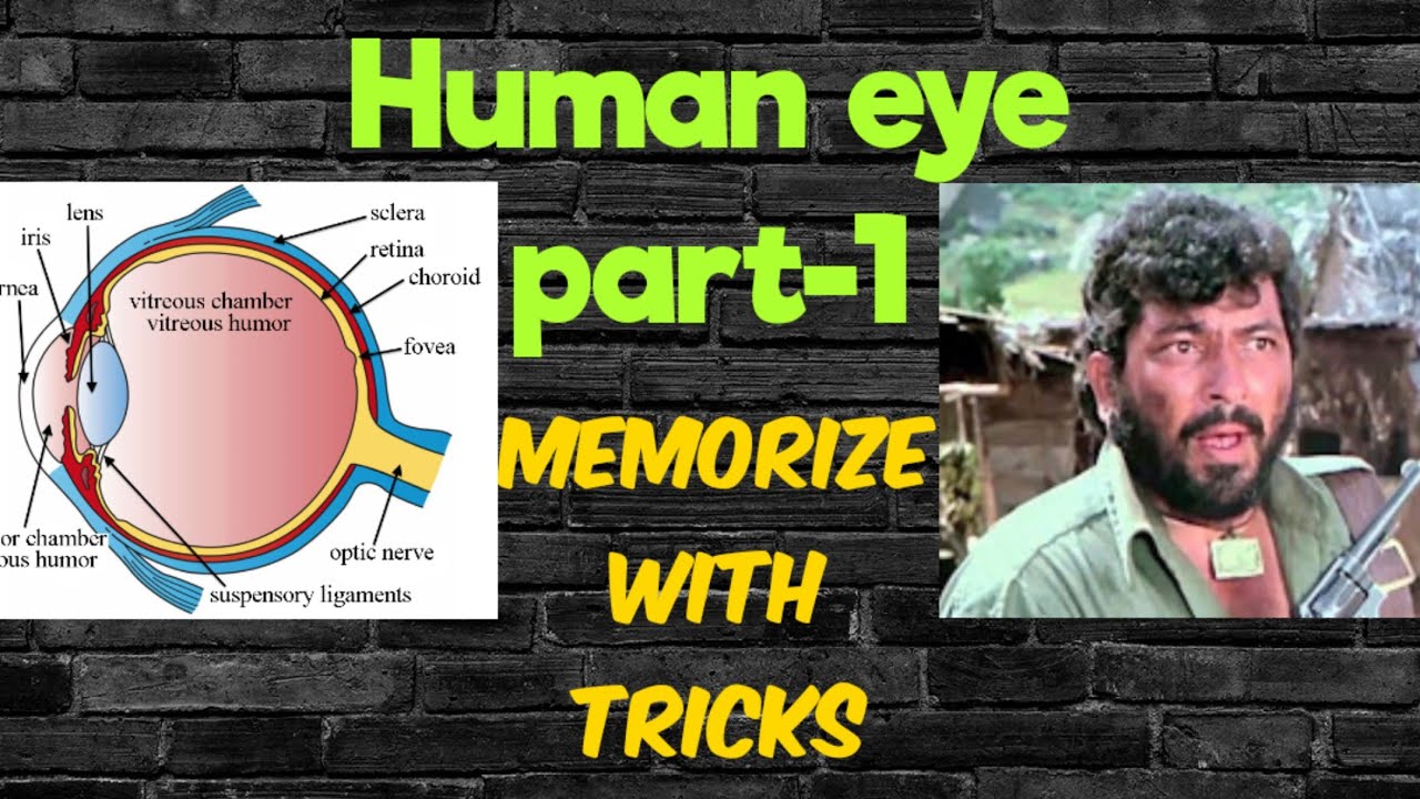 Human Eye | Structure and function| Neural control and coordination ...