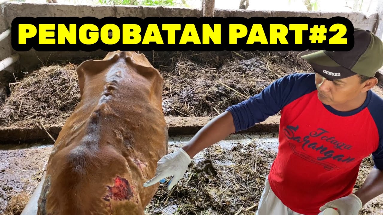 Part#2 PENGOBATAN SAPI LUKA GATAL - YouTube