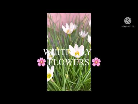 Beautiful lily flowers # Fresh Morning Whatsapp status # short #