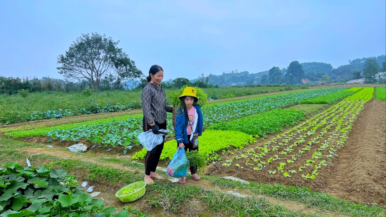 The life of a poor girl in the forest. and how she maintains her daily ...