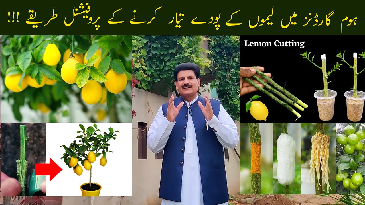 Propagating Lemon Plants Through Air Layering , Cuttings And Grafting ...