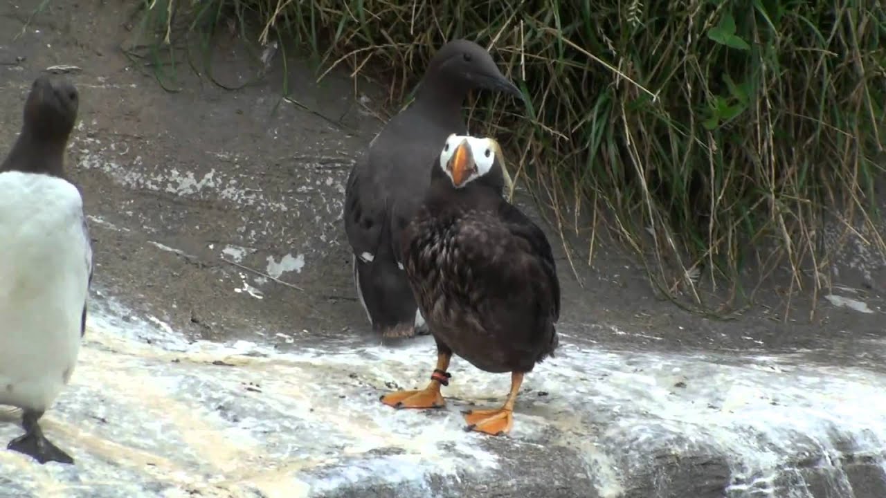 Tufted Puffin Oregon Coast Aquarium Newport OR - YouTube