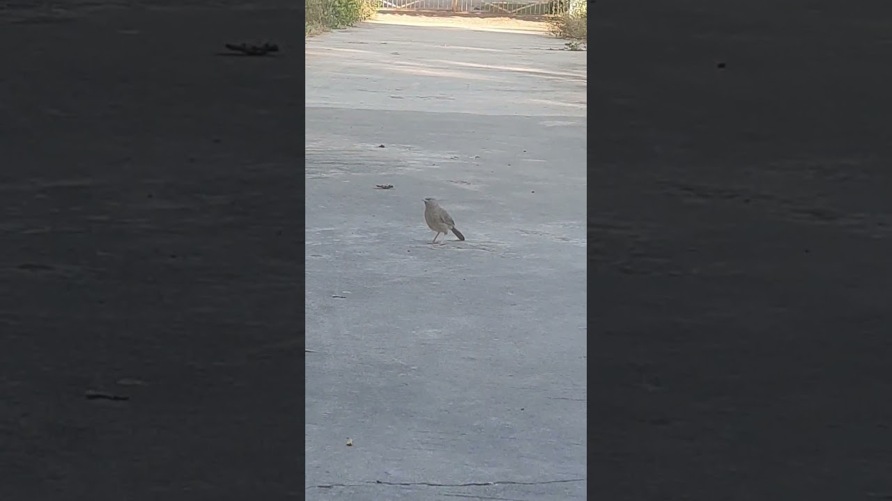 Haril bird playing in my garden #ytshorts #birdsofindia - YouTube