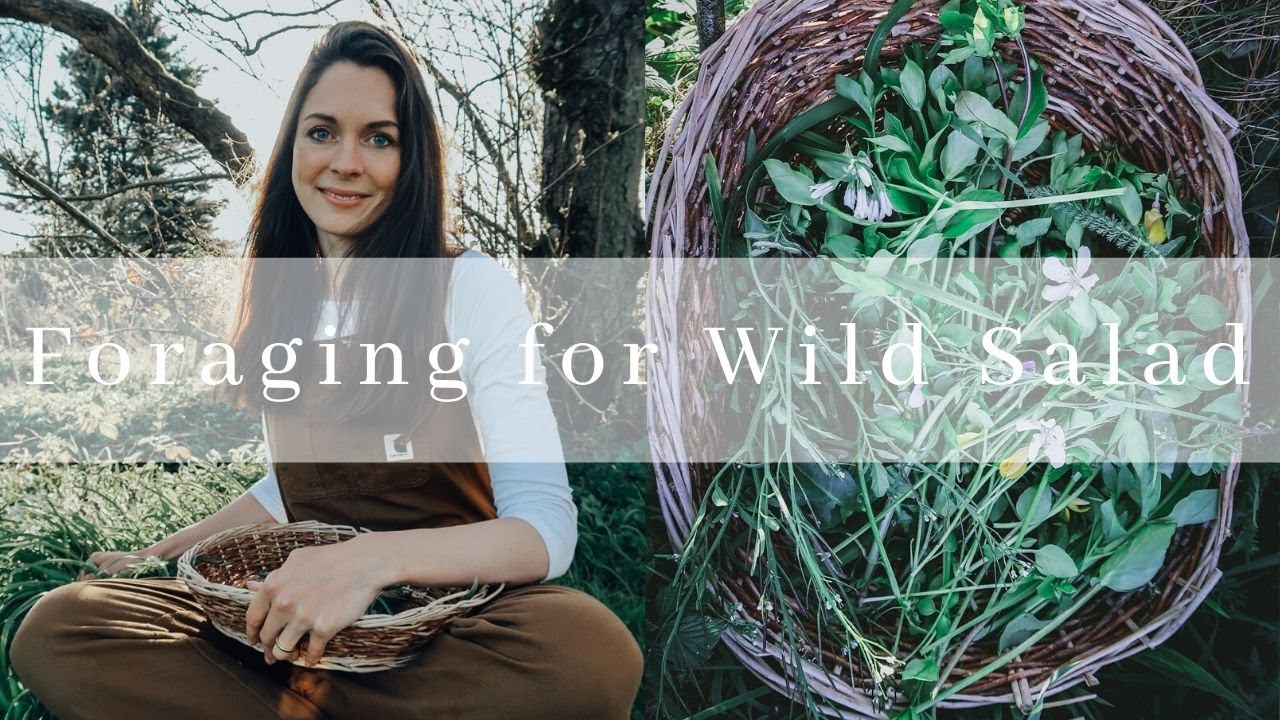 Foraging for Wild Salad//Wild Food Foraging - YouTube