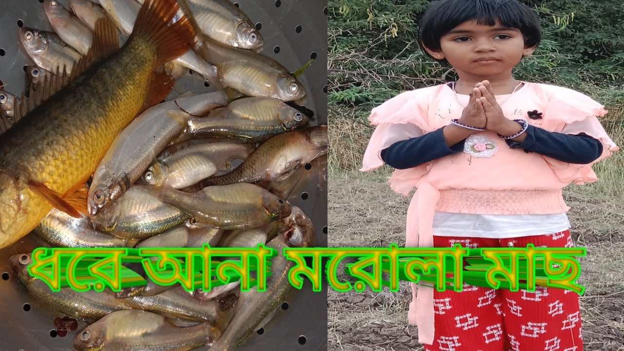 মরলা মাছ ধরে আনল// brought morala fish and cooked it/#bestvlog # ...