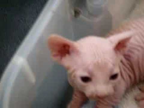 Hairless Sphynx & Hairless Dwarf Bambino Cats & Kittens - YouTube