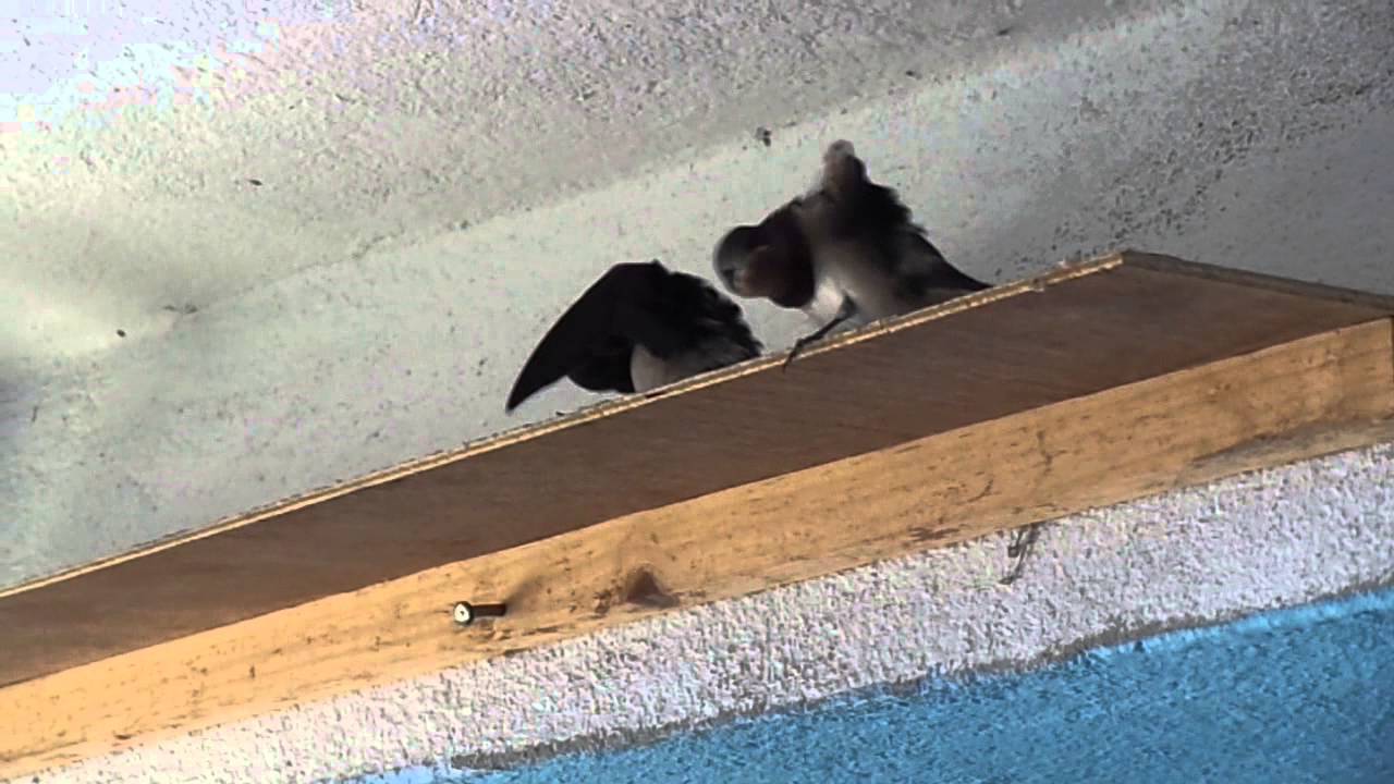 Bird GAUTHALI - YouTube