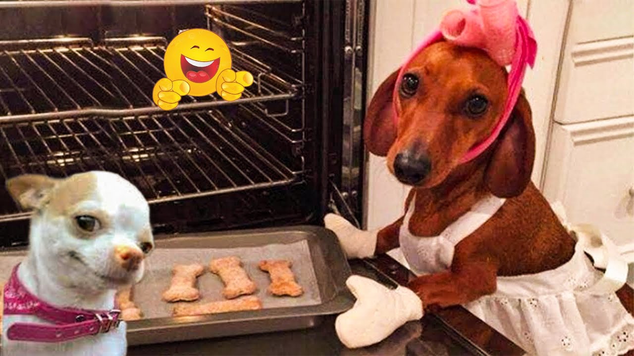 Bet you can’t stop laughing at these animals! - Funniest ANIMAL Videos ...