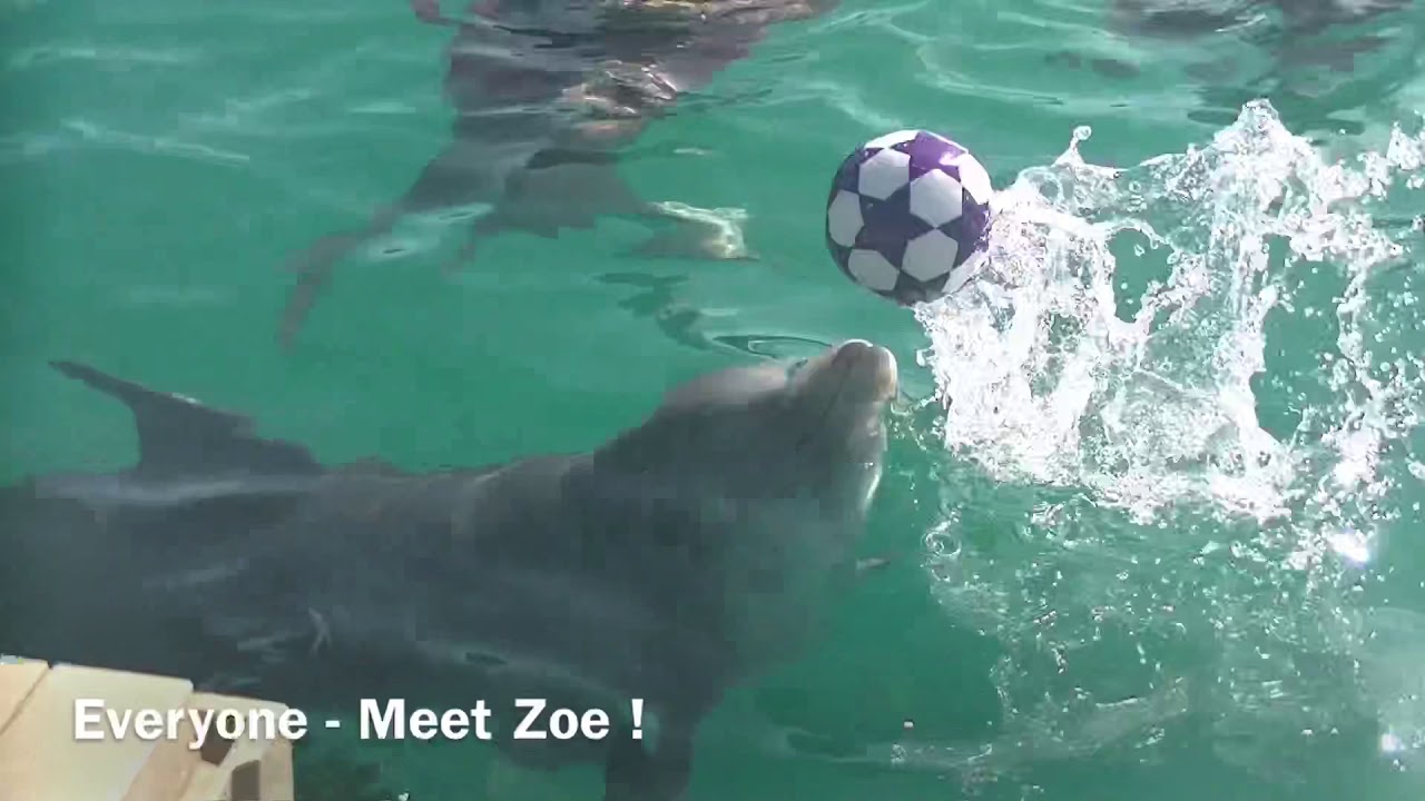Zoe the Dolphin! - YouTube