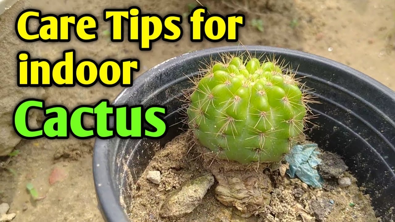 How to grow Cactus | indoor cactus care guide - YouTube