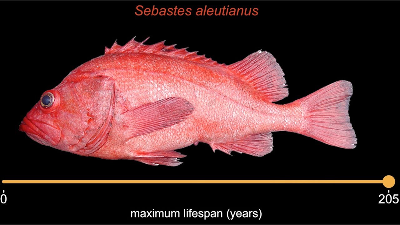 Calico Rockfish