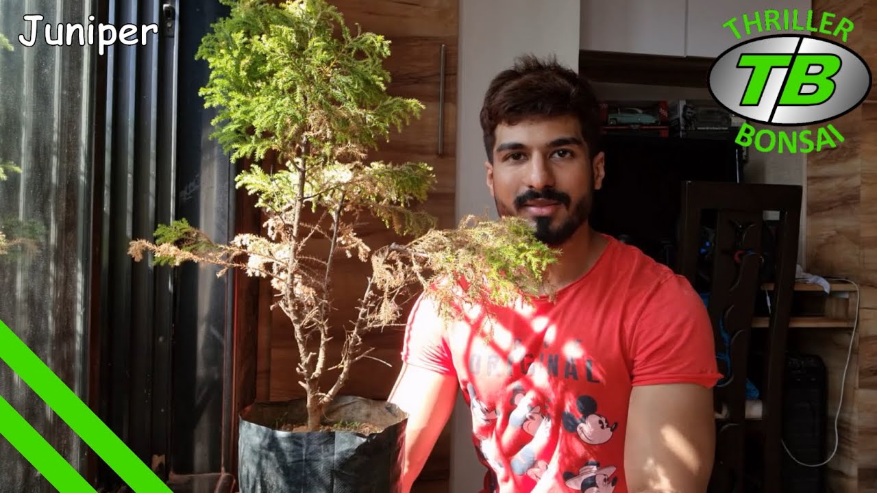 Juniper - Training Nursery Tree into Bonsai - YouTube