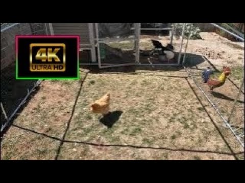 New Amazon Chicken Run Extension in 4K! (HIGH VIEW) Product Description ...
