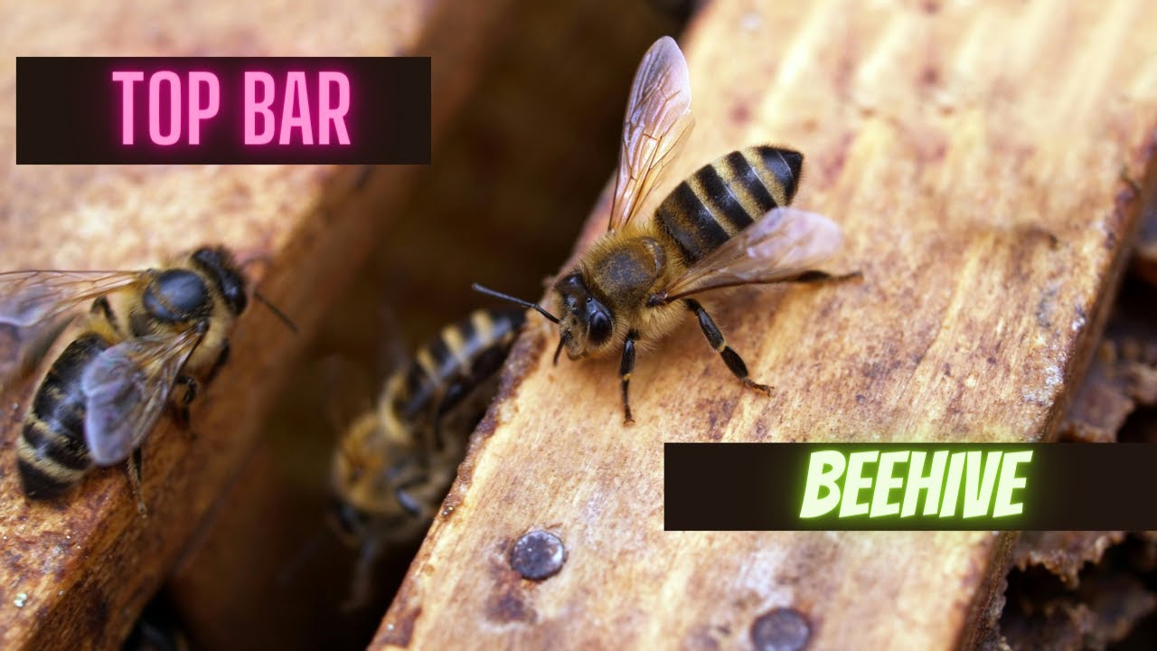 Installing Bees into a Beehive! - A full guide for a new hive - YouTube