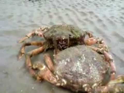 Big scary clicking crabs!!! - YouTube