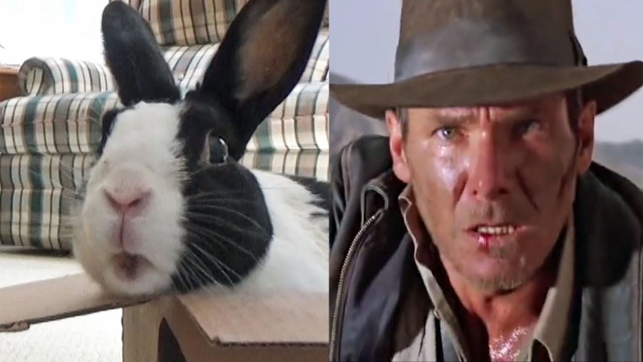 Rabbit Indiana Jones - YouTube