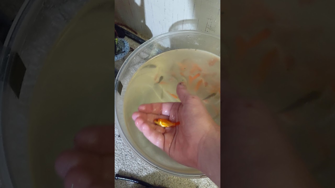 Teaching fish to eat goldfish. - YouTube