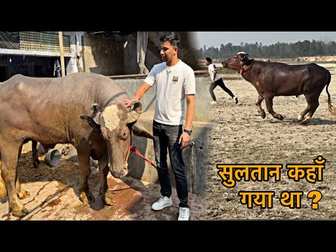 Sultan se milenge aaj bhoot dinn baad || @Bull.Rider-Vlogs