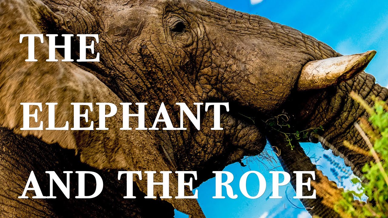 The Elephant and the Rope - Why These Powerful Elephants Stay Tied To A ...