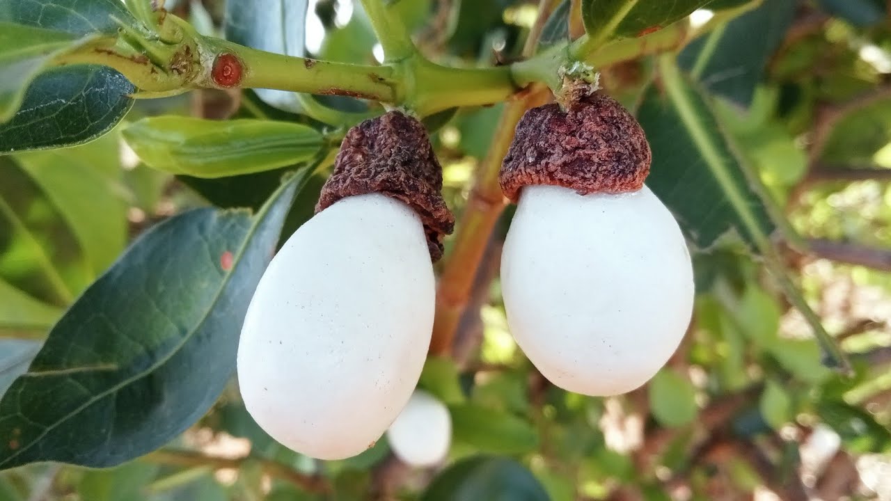 White Biba Seeds 📞🌿:- 9518520064 | Safed Bhilawa Ka Ped - YouTube