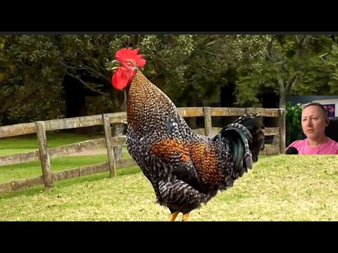 Trying to find the perfect cockerel crow - YouTube