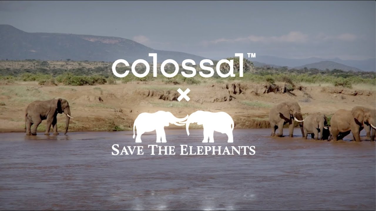 Elephant Technology for Conservation | Colossal Biosciences - YouTube