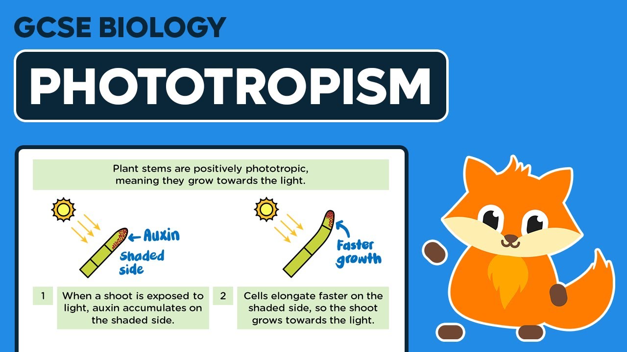 Phototropism - GCSE Biology - YouTube