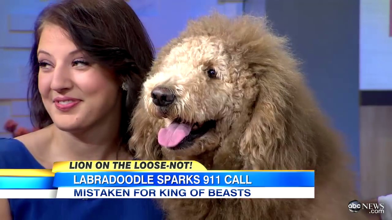 Labradoodle Mistaken for Lion, Prompts 911 Calls | CUTE ANIMALS ...