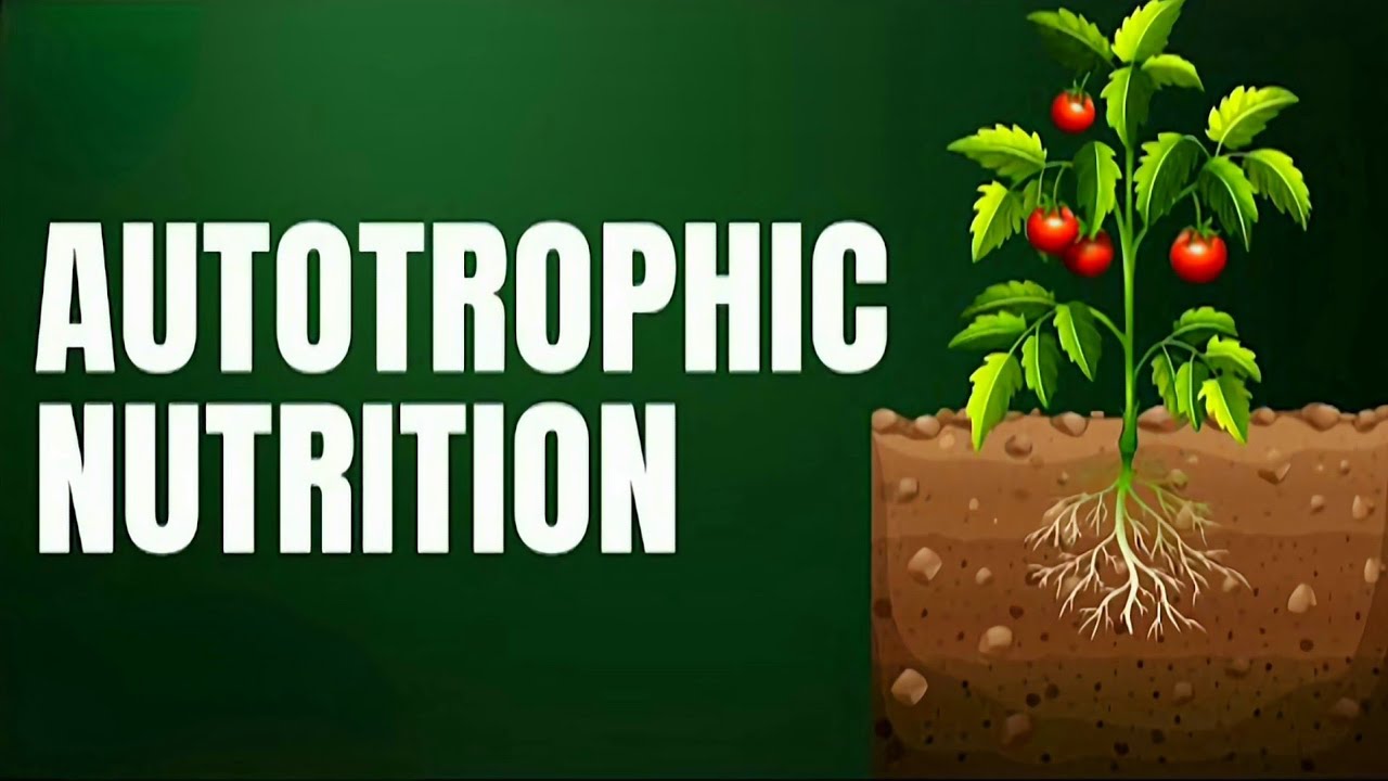 Autotrophic Nutrition ||Full Concept learning ||With Animation - YouTube