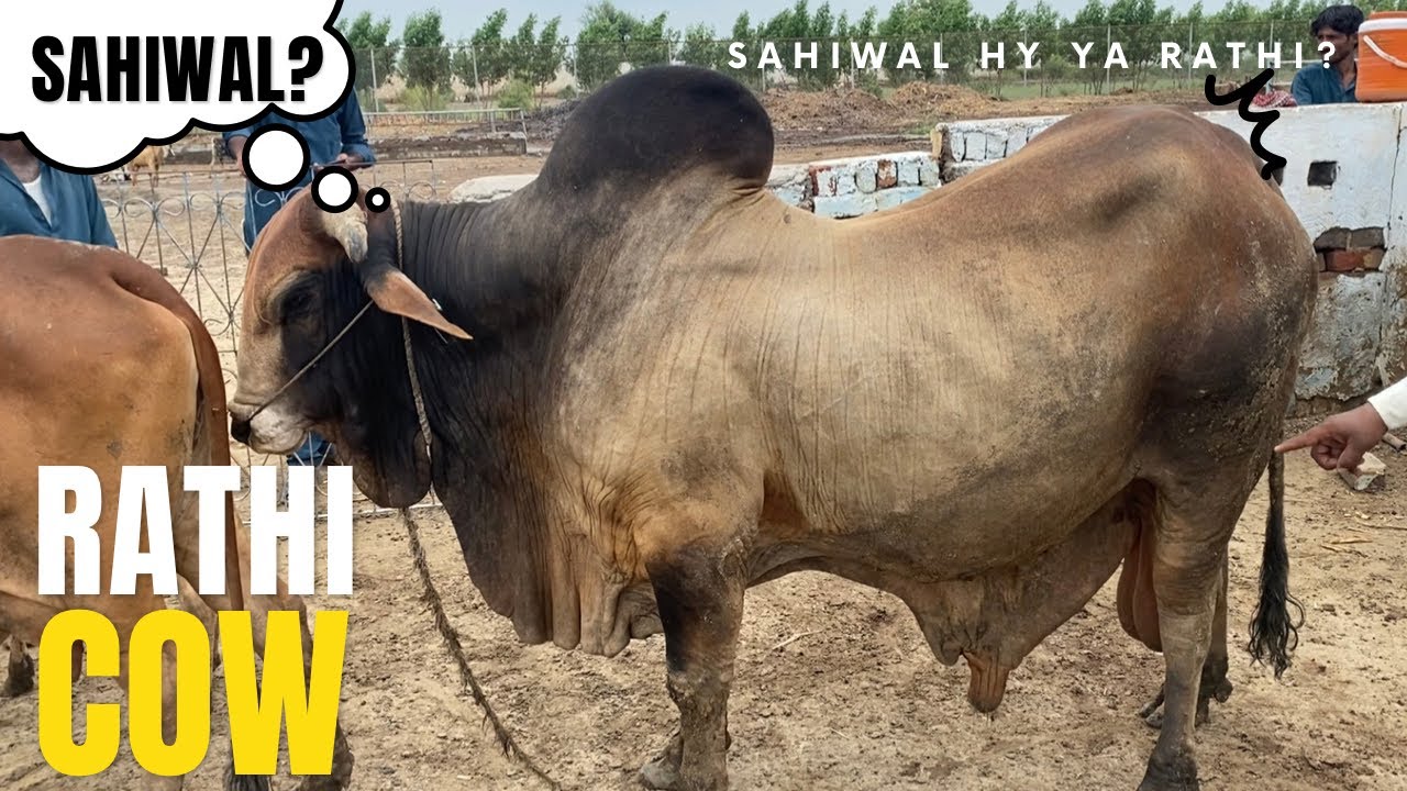 Raathi Cow hy ya Sahiwal cow? | rare Breed of Pakistan | Punjab Cow ...