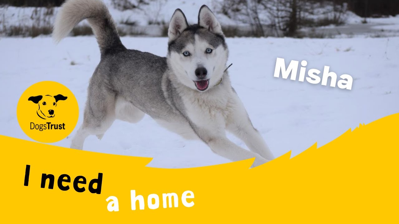Misha the energetic Husky | Dogs Trust Glasgow - YouTube