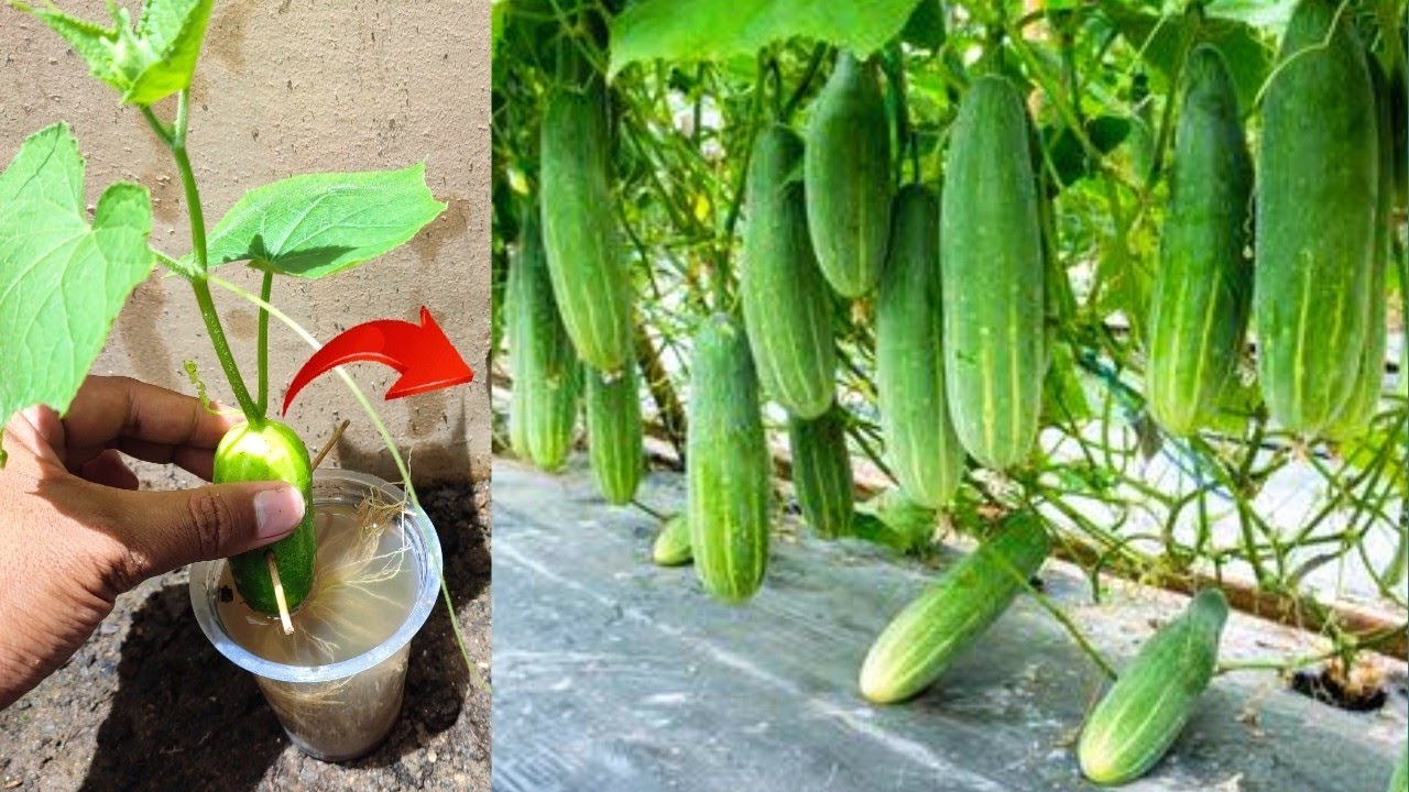 Creative skills! How to grow a cucumber tree from cucumber fruit in ...