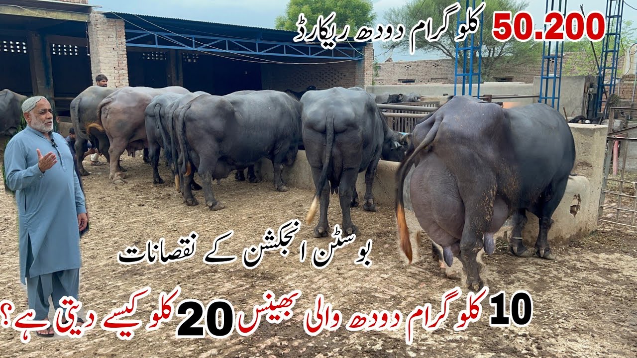 Mian Pervaiz Nili Ravi Buffalo Breed ll 50.200 Kg Milk Record - YouTube