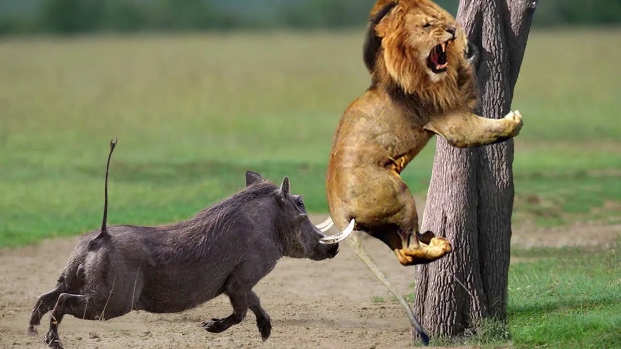 La madre jabalí ataca valientemente a la manada de leones para rescatar ...