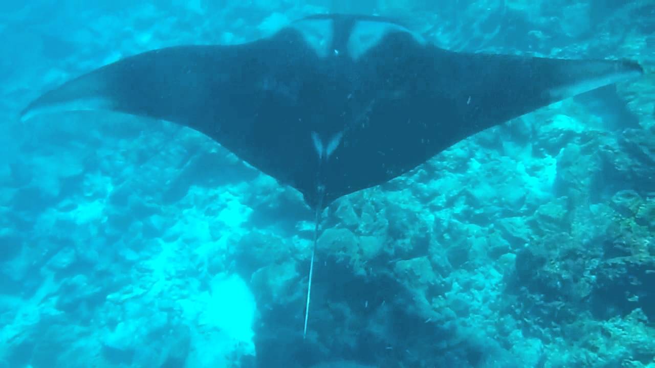 Snorkelen met een Mantarog bij de Galapagos Eilanden - YouTube