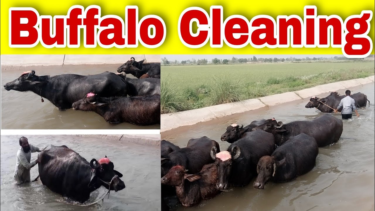 Buffaloes Bathe in the Canal || Buffalo Cleaning Water #shorts - YouTube