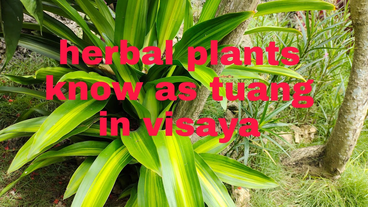 herbal plants / tuang bisayan term / tuang - YouTube