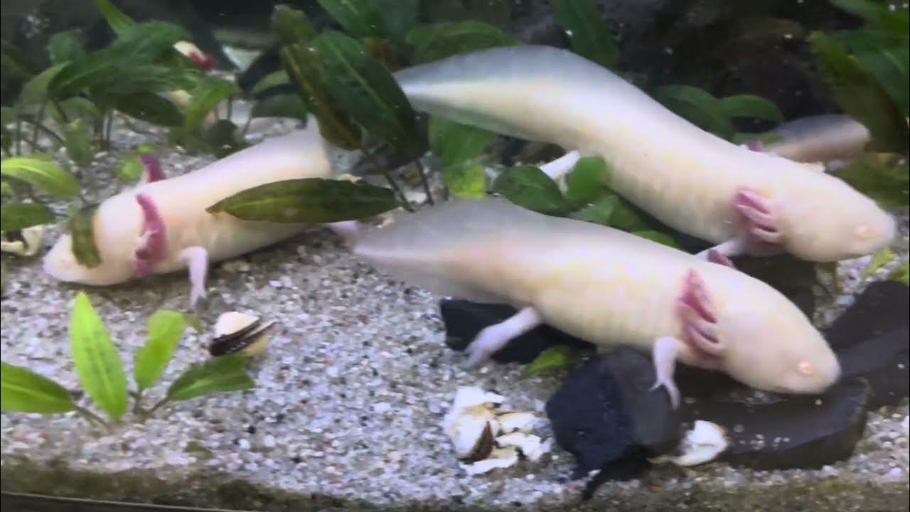 Аксолотли в аквариуме. Чем кормить аксолотля. - YouTube