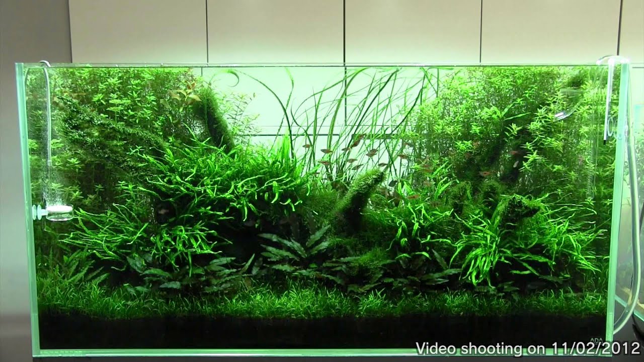 [ADA view 335] Follow-up video of NA Gallery aquariums. - YouTube