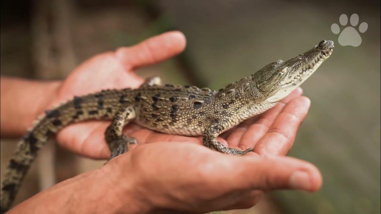 Você sabe a DIFERENÇA entre JACARÉ e CROCODILO? - YouTube