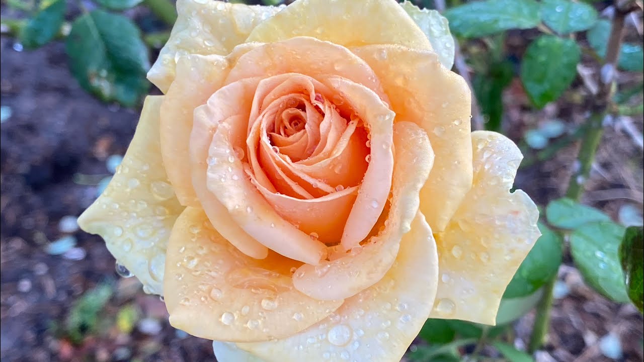 Marilyn Monroe, Hybrid Tea Rose (Nature Sounds In Background) - YouTube