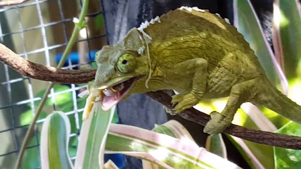 My Jackson's Chameleons in custom made outside aviary - YouTube