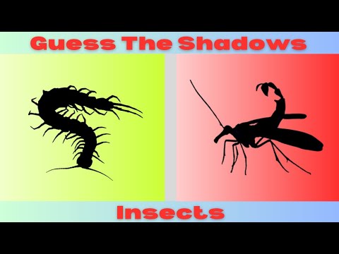 | Guess The Insects Quiz | Guess The Insects Through Shadows | Insects ...