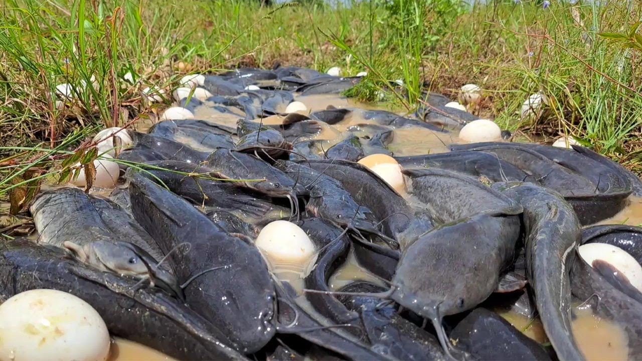 wow best hand fishing - catching a lot of fish and pick duck egg at ...