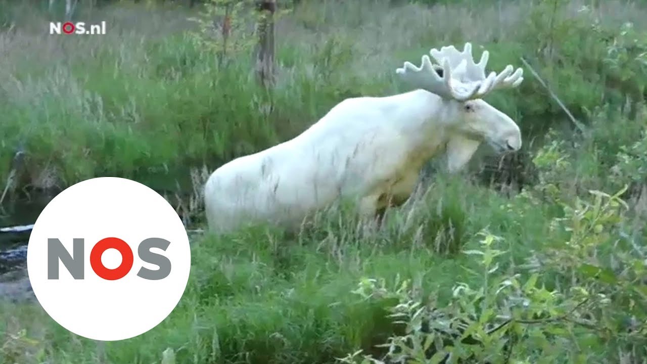 WITTE ELAND: Dit zeldzame dier is gefilmd in Zweden - YouTube